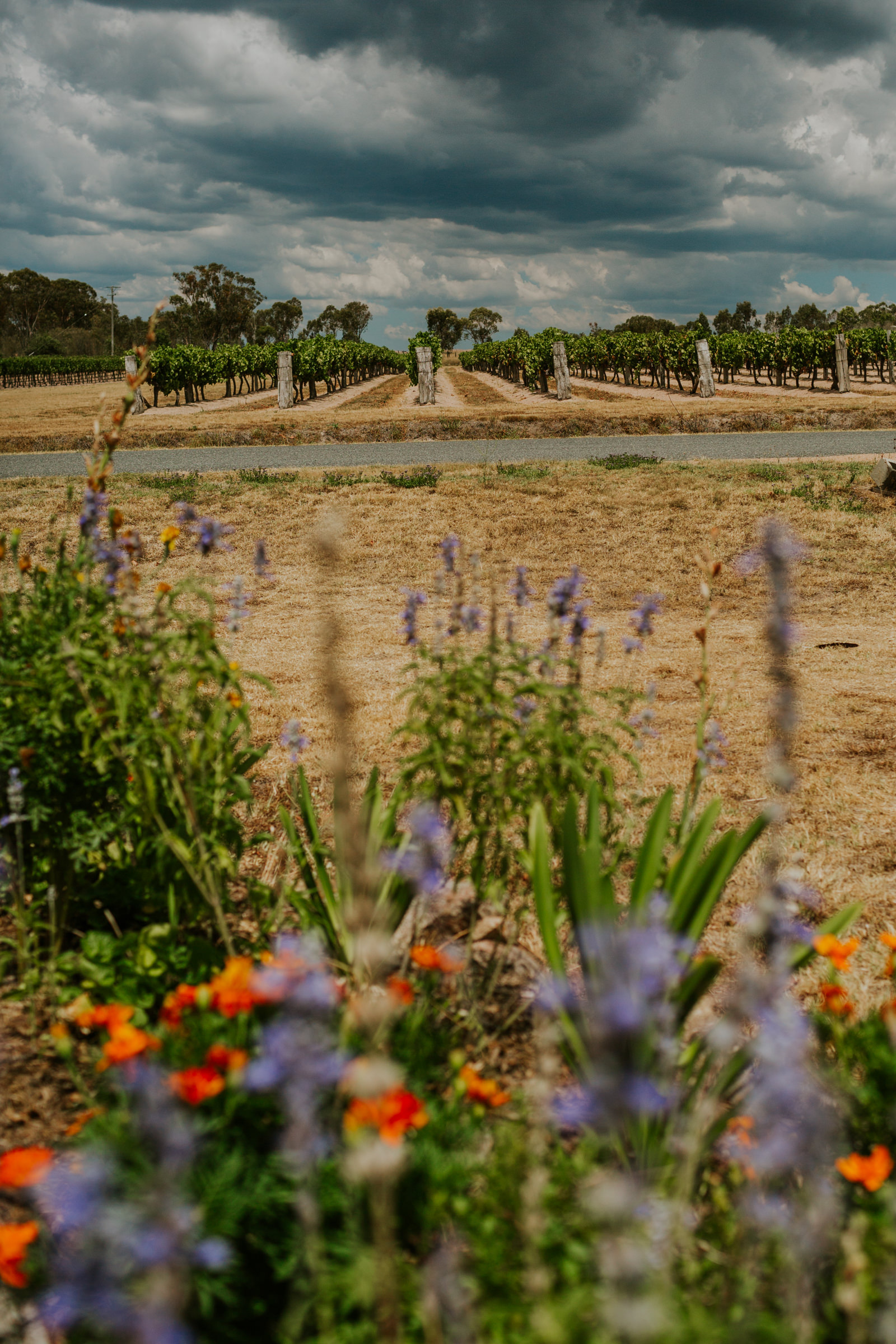 Long Weekend at Tenterfield - Still Wild Love